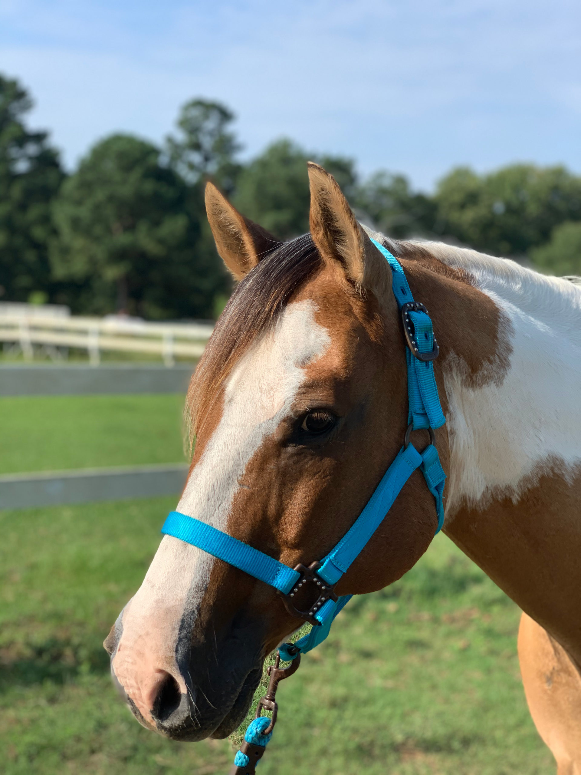 Staff | Texarkana, TX